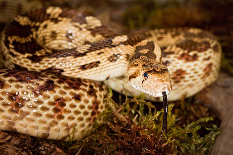 Gopher Snake | CuriOdyssey